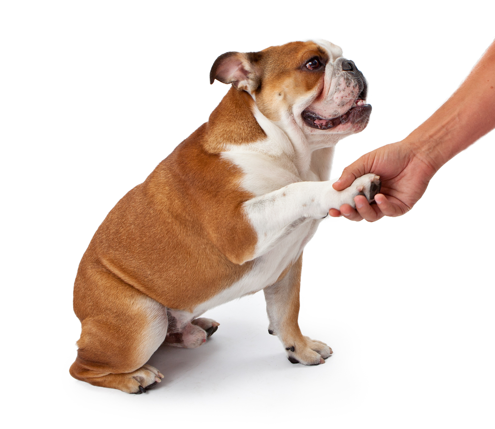 Uncommon Clarity® English Bulldog Shaking Hands - Uncommon Clarity®